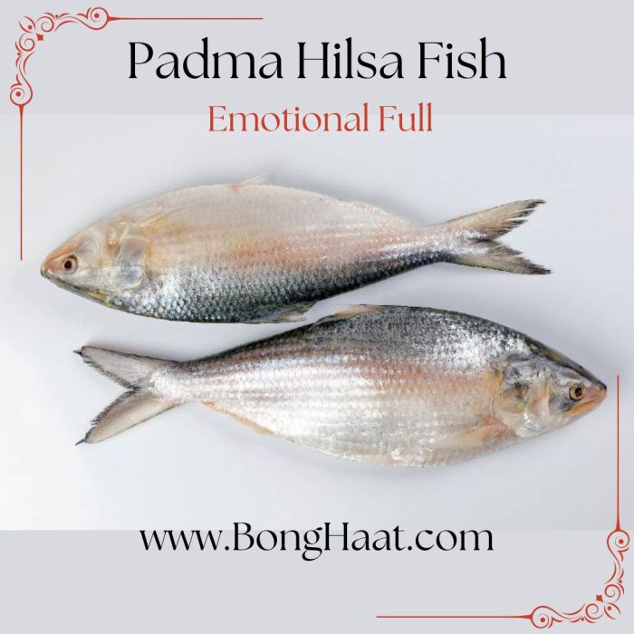 Padma Hilsa Fish (Paddar Ilish Maach) Jumbo Size Online | Bengali Fish ...